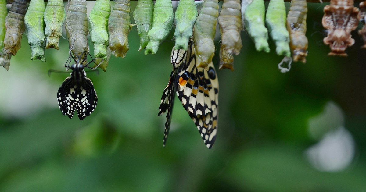 Does reincarnation occur in the Bible? - Protestant Theological University